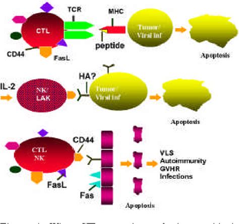 Figure 1 From Role Of Cd44 In Ctl And Nk Cell Activity Semantic Scholar