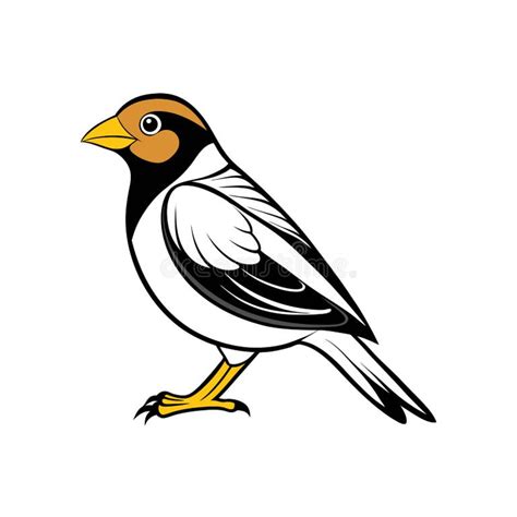 Unique Bobolink Illustration For Coloring Fun Stock Illustration Illustration Of Outline