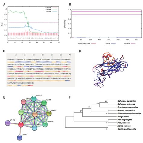 Bioinformatics Analysis Of Wif1 A Signal Peptide Prediction Of The