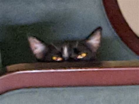 Official Willie Woo Blog On Tumblr