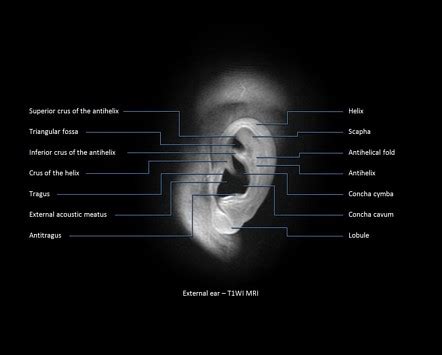 Outter Ear Diagram