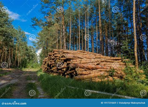 Felling A Tree Wooden Logs From A Pine Forest Forest Of Pine And Spruce Logging Logging