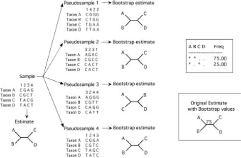The Bootstrap Process Download Scientific Diagram