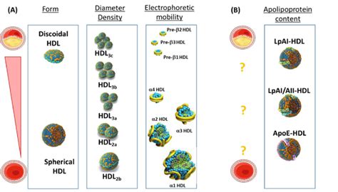 heterogeneity of the hdl class in atherosclerotic cardiovascular