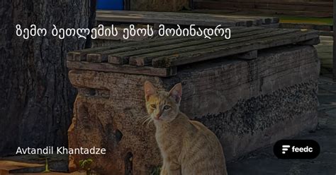 ზემო ბეთლემის ეზოს მობინადრე Feedc