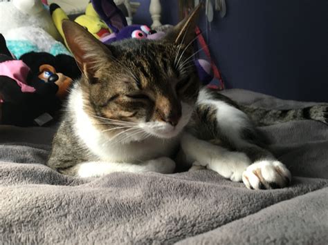 How To Train A 1 Year Old Cat At Katrina Bates Blog