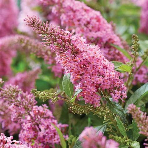 Buddleia Davidii Butterfly Candy® Lil Taffy™ Butterfly Bush From