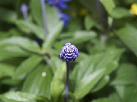 Random Plays La Reflexologie Et Les Maladies Du SystÈme Nerveux