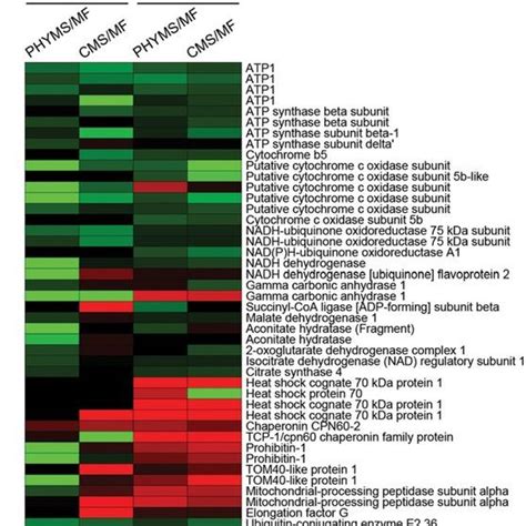 Functional Classification A And Hierarchical Clustering B Of The