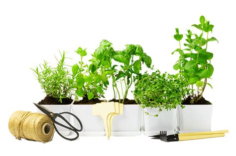 하얀 배경에 분리된 화분에 있는 신선한 정원 허브 로즈마리 민트 바질 백리향 오레가노를 흰 냄비에 담습니다 매운 향신료와 허브의 모종 가정 향기로운 요리 허브 가정 주방에