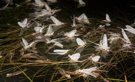 Mayfly Hatch