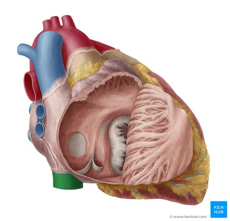 Inferior Vena Cava Anatomy Branches Function Human