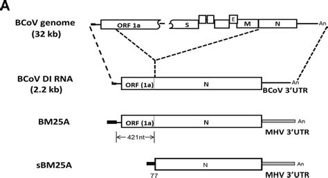 Comparison Of The Efficiency Of The − Strand Rna Synthesis Between