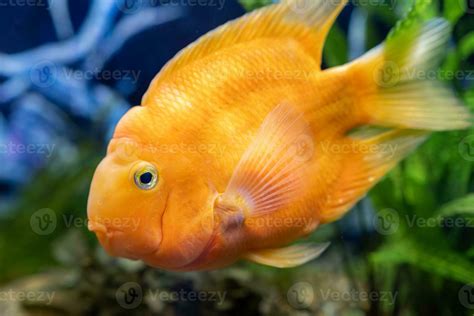 Orange Parrot Fish In The Aquarium Red Parrot Cichlid Aquarium Fish