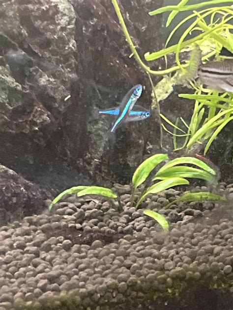 Sick Green Neon Tetra Diseases Aquarium Co Op Forum