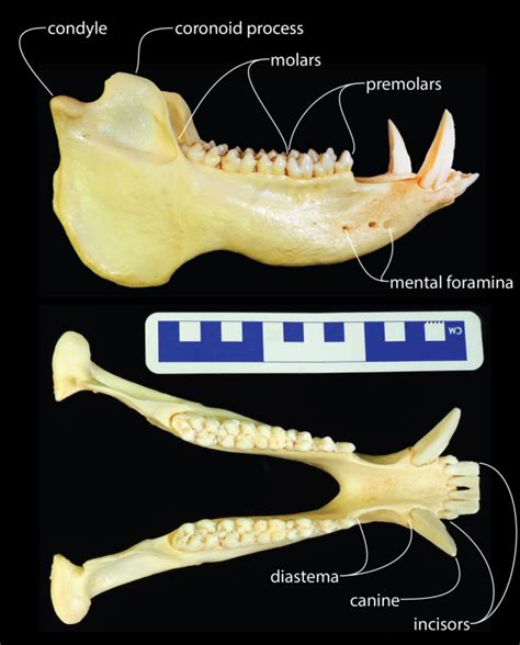 Featured Fossil Miocene Peccary Lower Jaw Fossil Project Archive