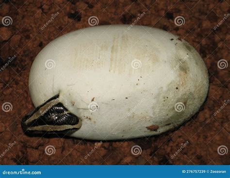 Burmese Python Python Bivittatus Stock Image Image Of Wildlife