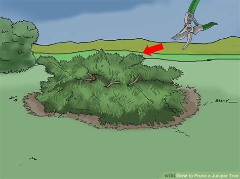 How To Prune A Juniper Tree Steps With Pictures WikiHow