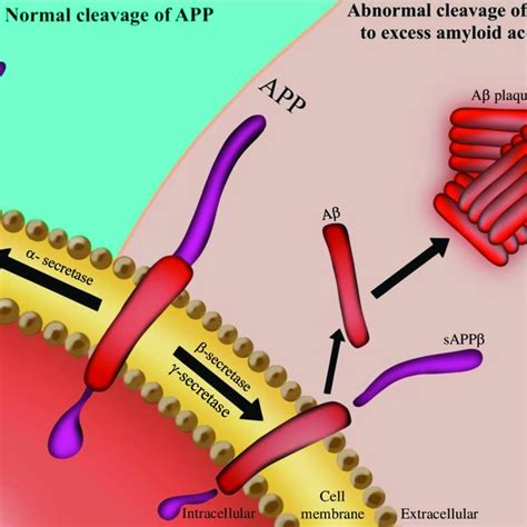 Aβ Formation The Amyloid Precursor Protein App Is A Transmembrane Download Scientific