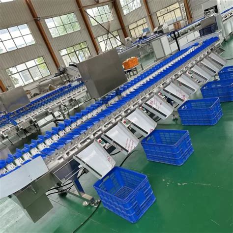 Sea Cucumber Multi Level Sorting Machine Weighing And Grading Machine