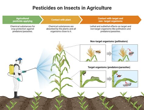 Pesticides On Insects In Agriculture Biorender Science Templates