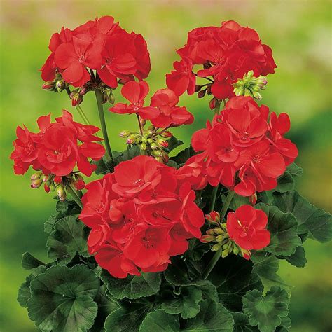 Geranie 'Grandeur® Classic Red' • Geranie • Geranien • Volmary ...