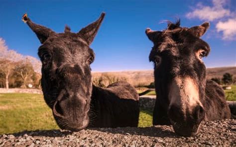 Custom Policy In Mule