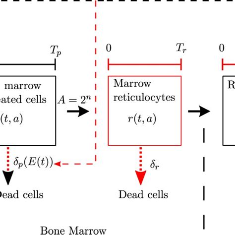 Erythropoiesis Model Improved Main Modifications Of The Last Model Are Download Scientific