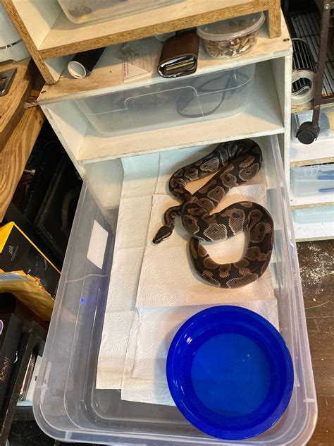 41qt Reptile Snake Rack 41 Qt Ball Python Rack Snake Rack Etsy