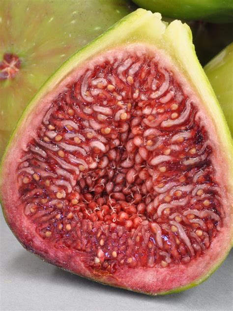 Oderings Garden Centres Fruit Tree Fig Candy