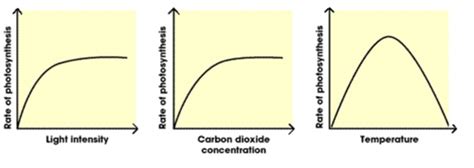 Gcse Biology Topic 4 Bioenergetics Flashcards Quizlet