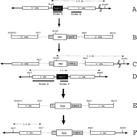 Restriction Maps Of The Hgprt And Aprt Genomic Loci The Plasmid