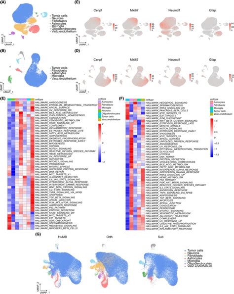 Single‐cell Transcriptomic Sequencing Identifies Subcutaneous Patient