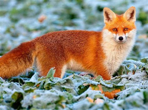 Weißrussischer Fuchs Schießt Jäger Ins Bein Fuchs Haustier Fuchs