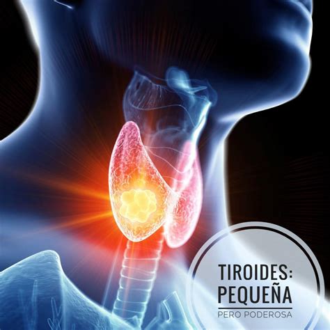 Vivir CÁpsula La Tiroides Pequeña Pero Poderosa 🦋⚠️ La Tiroides Es
