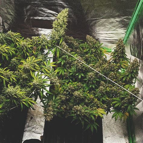 Huge Cannabis Buds