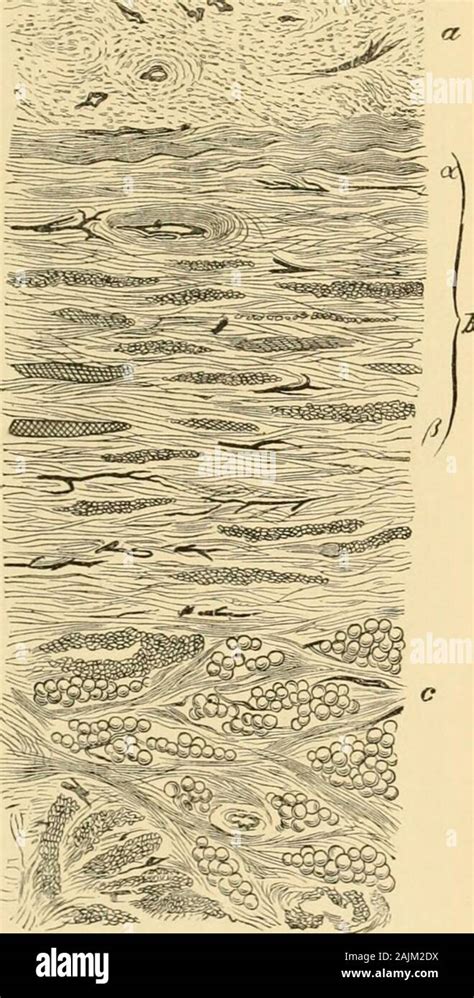 A System Of Gynecology Fig S Fi F Lll Longitudinal