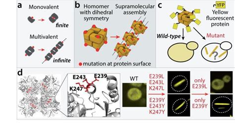 Supramolecular Self Assembly Of Multivalent Homomers Upon Acquisition Download Scientific