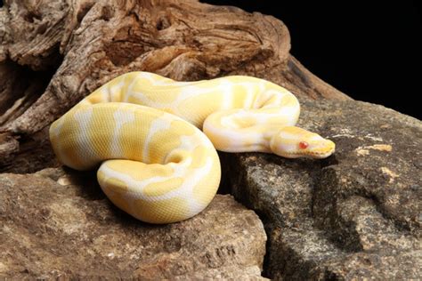 Most Popular Ball Python Morphs Top 10 Must See Zen Habitats