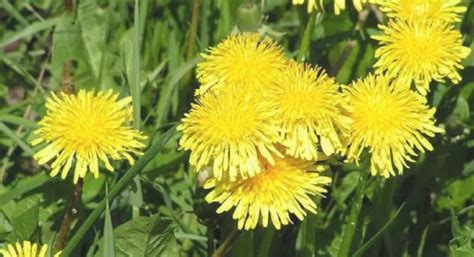 ЗА ШТО Е ДОБАР КОРЕНОТ НА ГЛУВАРЧЕТО Мисли