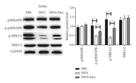Effect Of Dfo On Wntβ Catenin And P38mapkerk Pathways In Nalm 6 And
