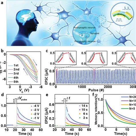 Analogy Between Our Synaptic Transistor And A Typical Biological Download Scientific Diagram