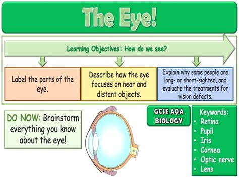 The Eye Aqa Gcse 9 1 Biology Teaching Resources