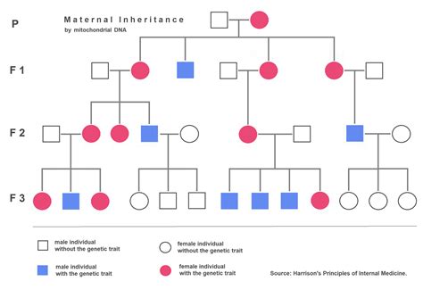 maternal inheritance biology simple