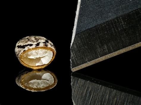 Sycamore Assassin Bug Nymph 1658 X 1658 Beautiful Rmacroporn