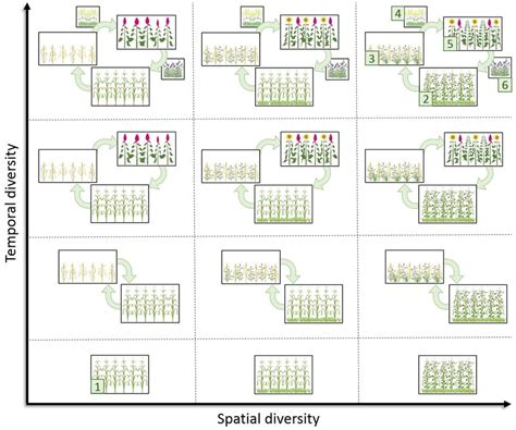 Schematic Illustration Of 12 Theoretical Combinations Of Temporal And