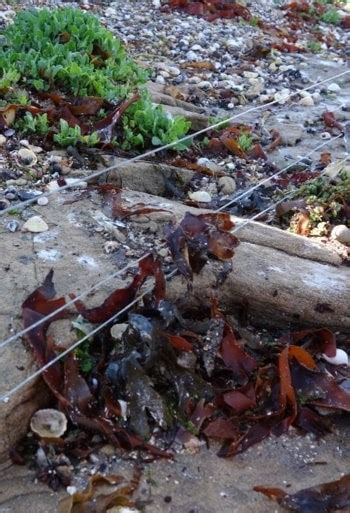 Anti Predator Fencing Roseate Tern Life Project