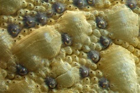 Researchers Detail Mollusk With Eyes As Hard As Its Shell