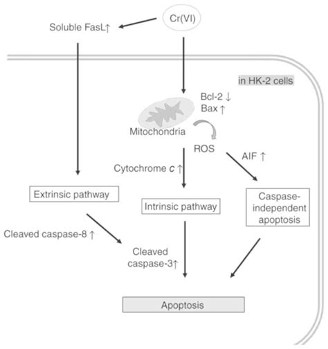 Hexavalent Chromium Intoxication Induces Intrinsic And Extrinsic Apoptosis In Human Renal Cells