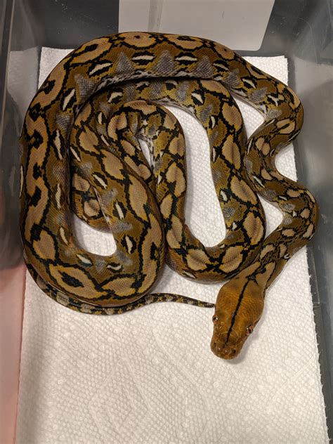 Sulawesi Reticulated Python Traits Morphpedia Sulawesi Reticulated Python Traits Morphpedia